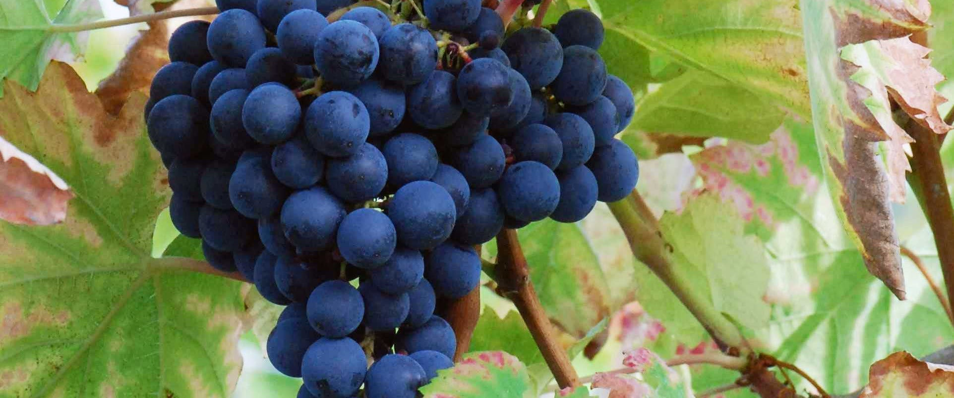 Where does the mataro grape come from? – Temple Bruer Organic Wines